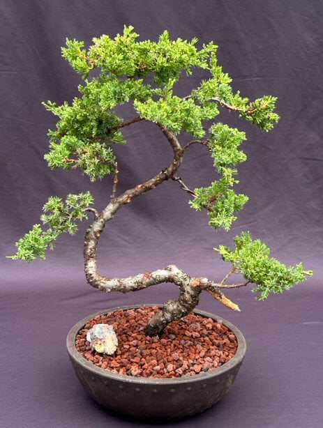 Juniper Bonsai Tree - Trained in Jin Style (juniper procumbens nana ...