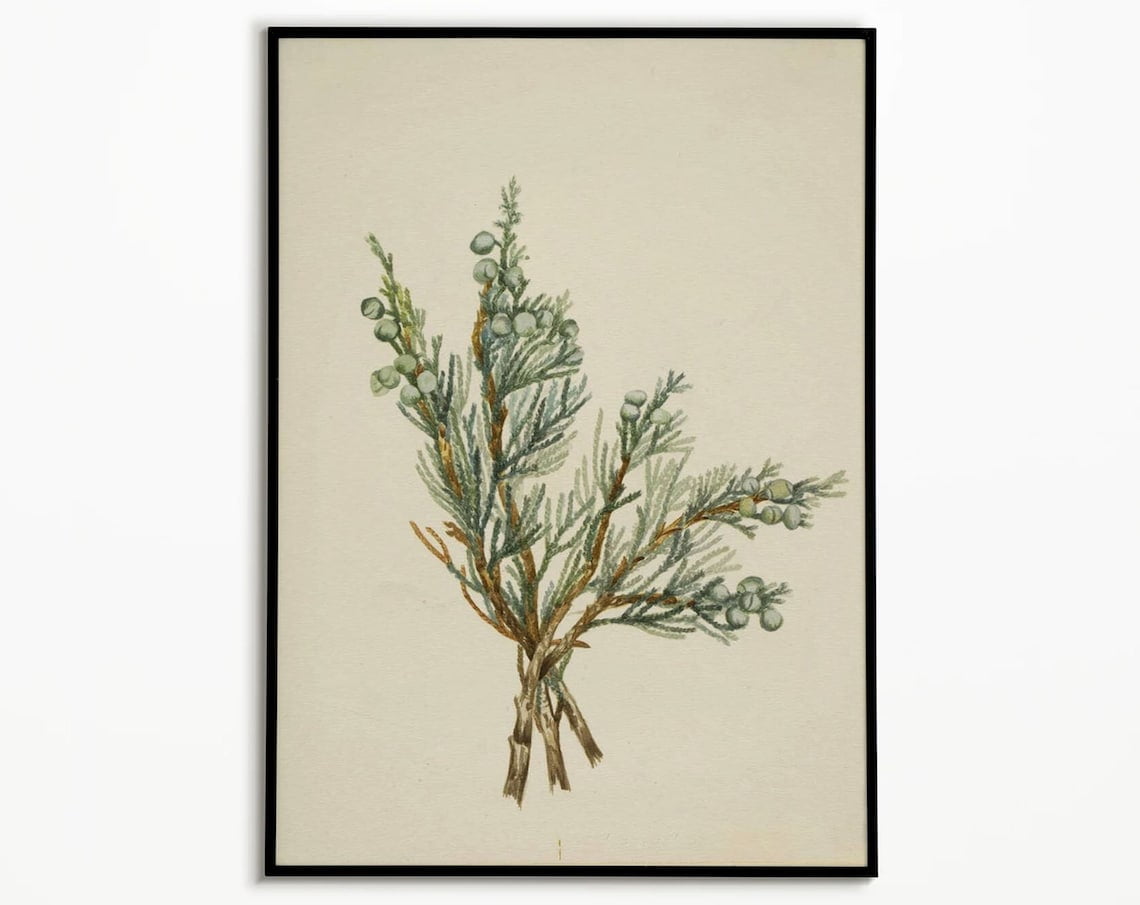 Juniper Branch Painting Poster Wall Art, Wall Decor, Art Prints, Nature ...