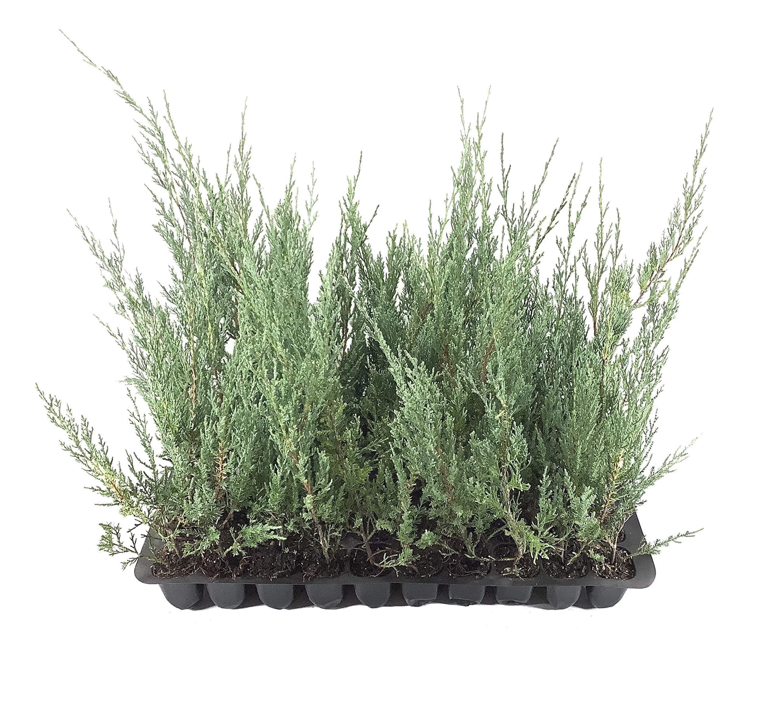 Juniper Burkii - 3 Live Trees - Juniperus Virginiana - Evergreen ...