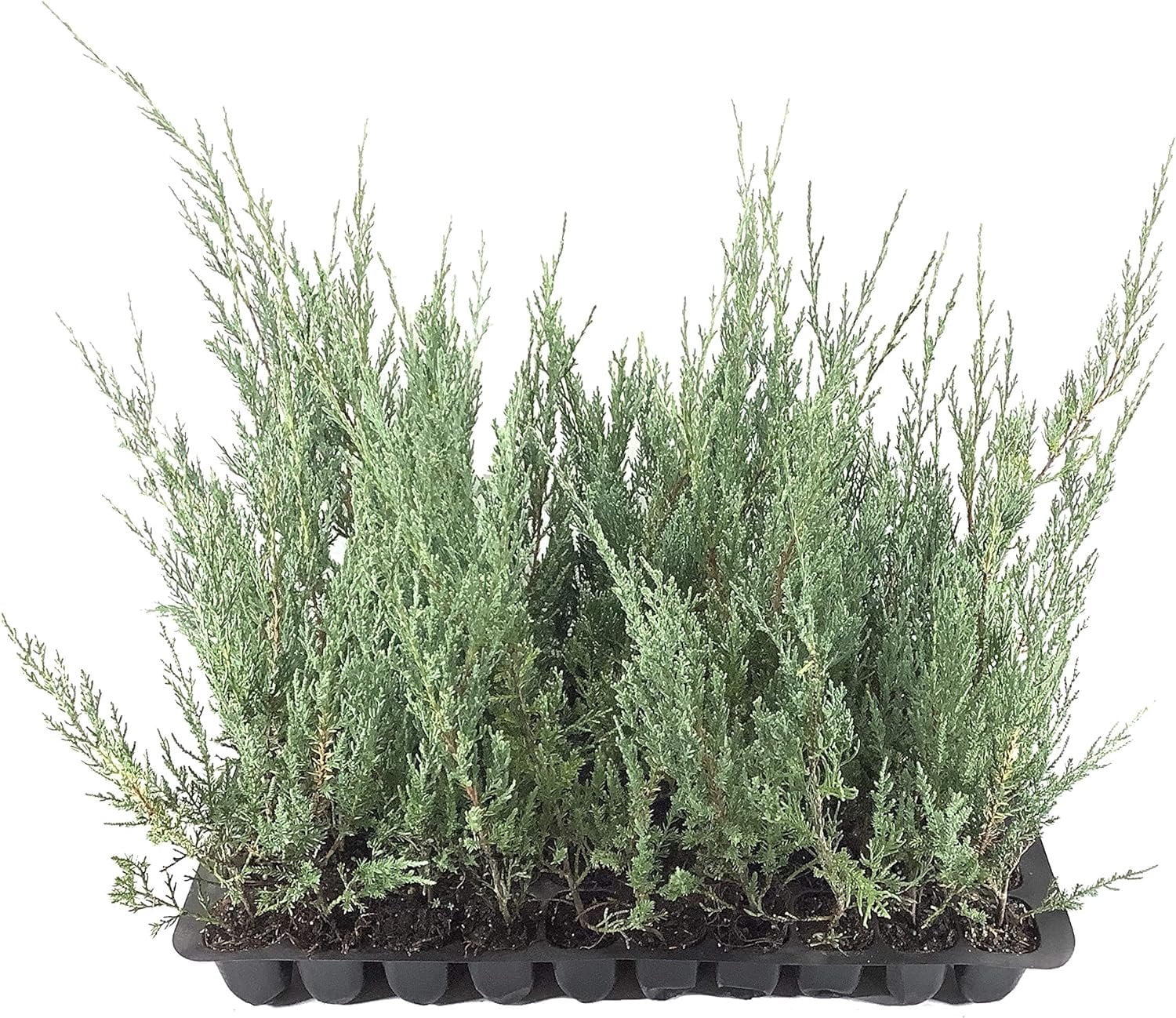 Juniper Burkii - 3 Live Trees - Juniperus Virginiana - Evergreen ...