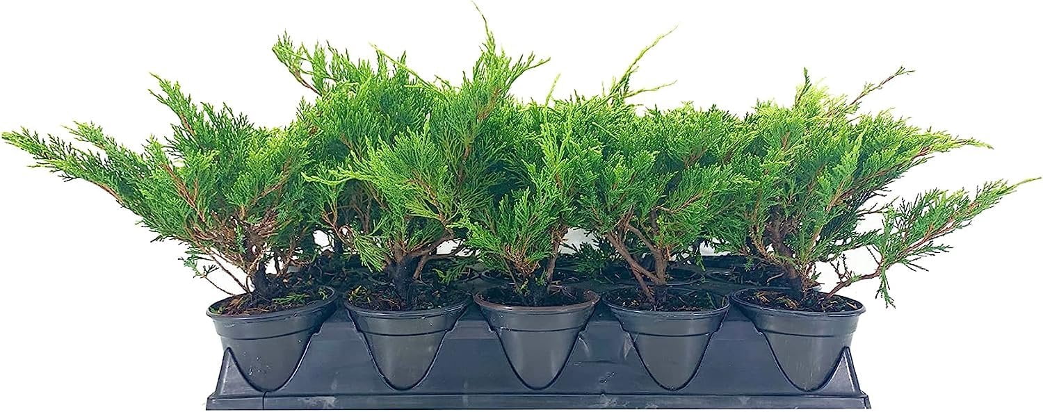 Juniper Calgary Carpet 3 Live 4 Inch Pots Juniperus Sabina Monna ...