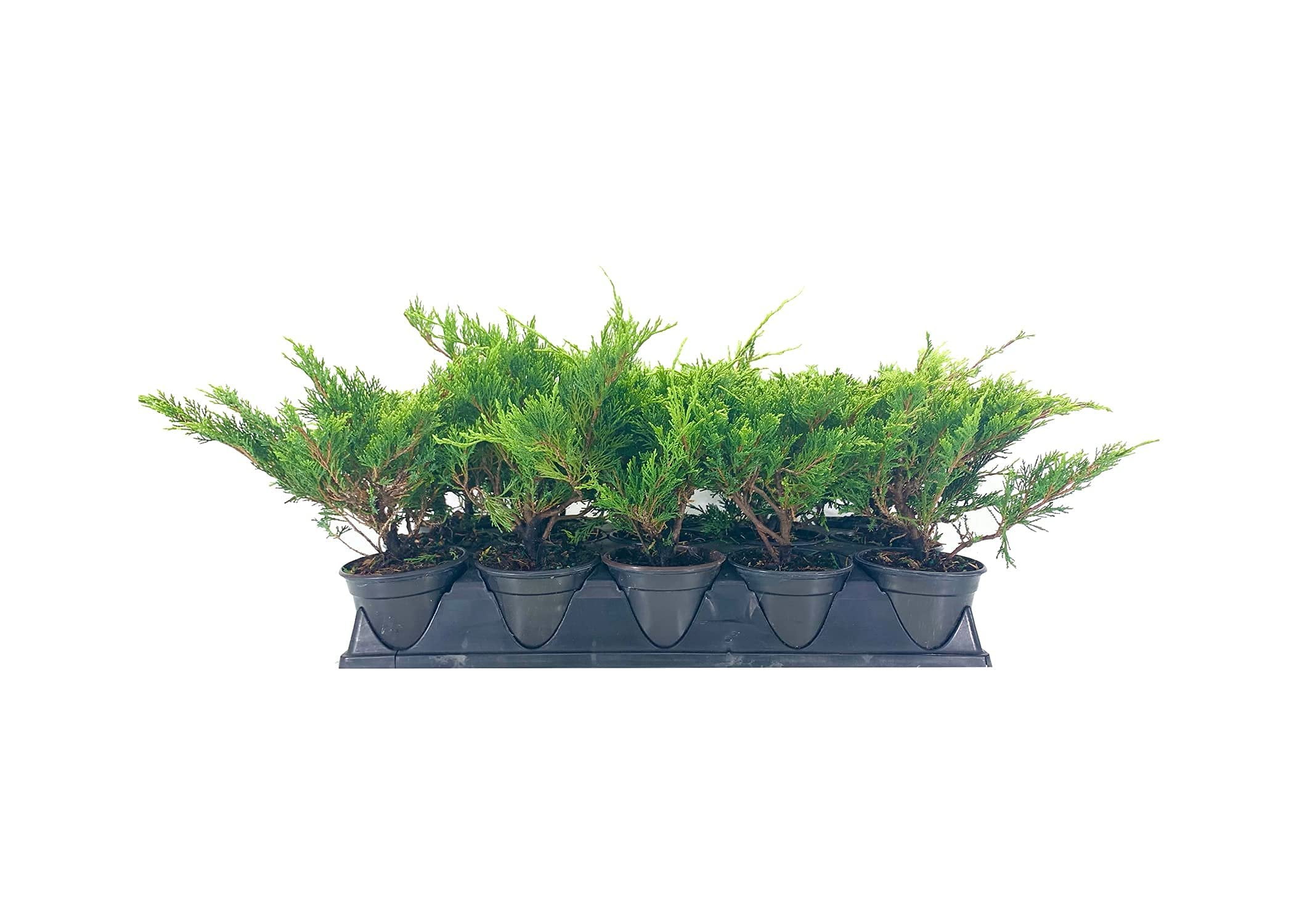 Juniper Calgary Carpet 5 Live 4 Inch Pots Juniperus Sabina Monna ...