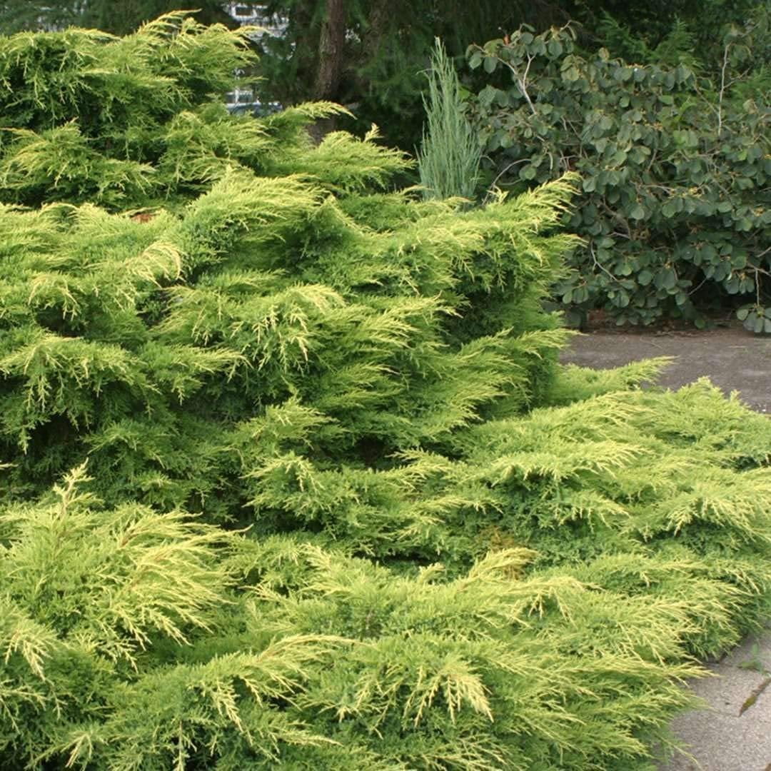 Juniper Gold Lace 15 Live 4 Inch Pots Juniperus Chinensis Drought ...