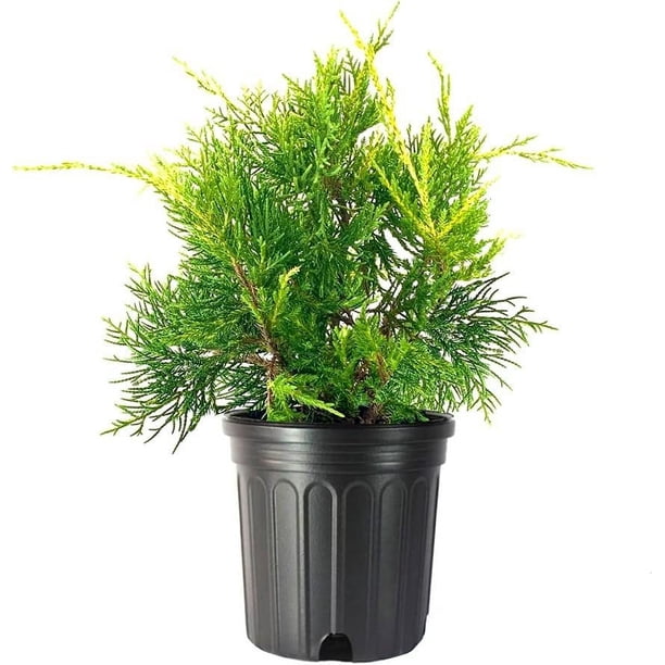 Juniper Gold Lace 2 Live Gallon Size Plants Juniperus Chinensis Drought ...