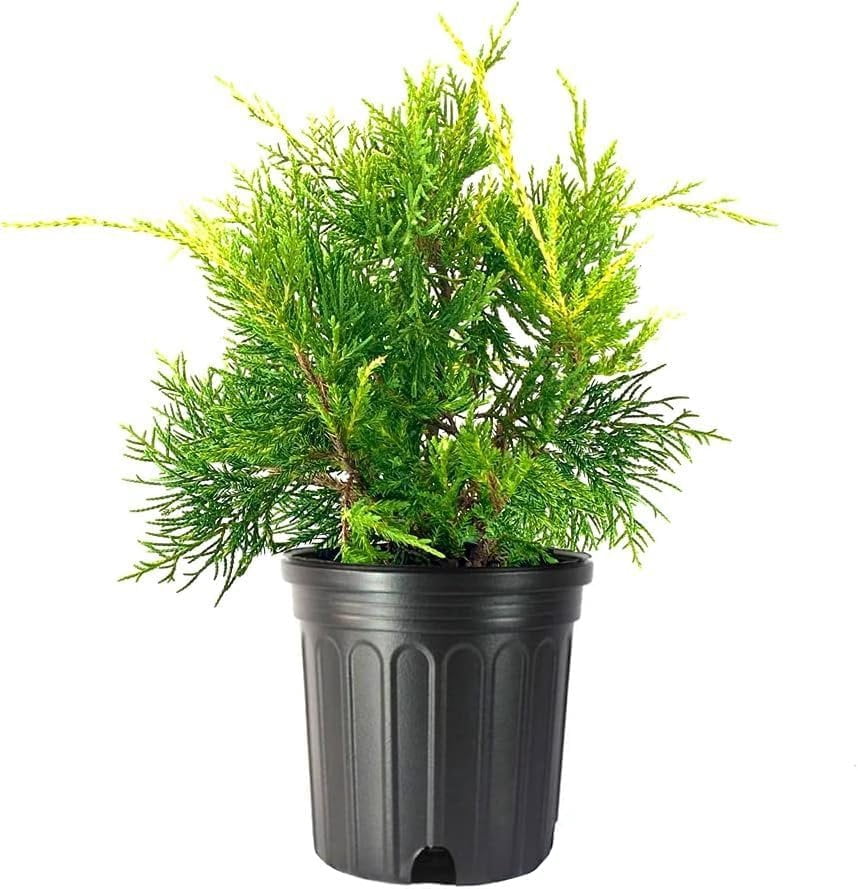 Juniper Gold Lace 2 Live Gallon Size Plants Juniperus Chinensis Drought ...