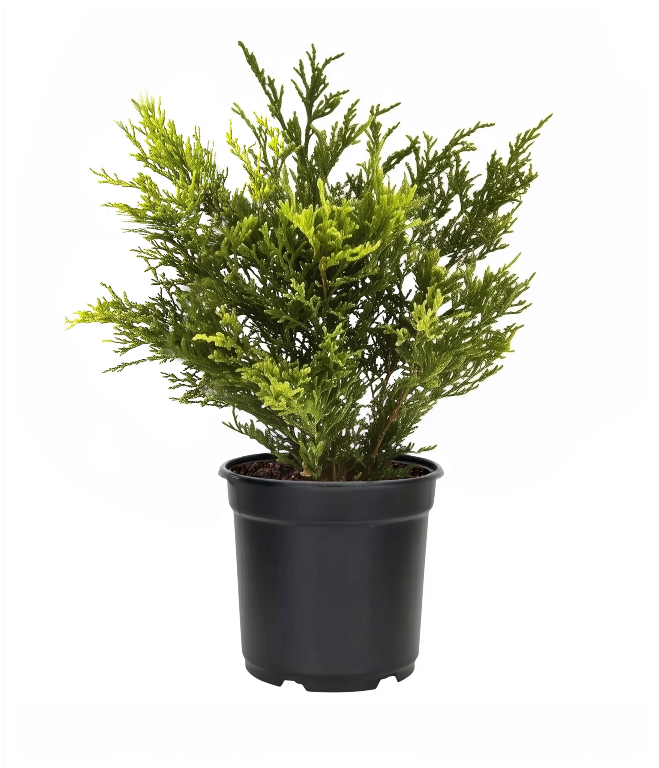 Juniper Gold Lace 3 Live 4 Inch Pots Juniperus Chinensis Drought ...
