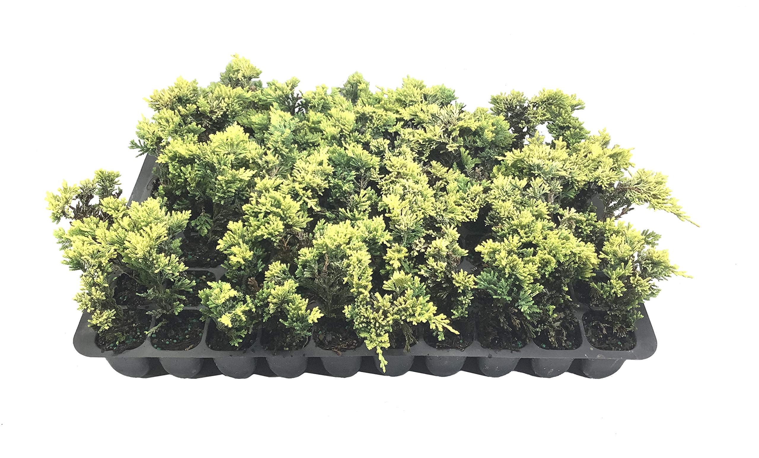 Juniper Golden Carpet - 30 Live Plants - Juniperus Horizontalis ...