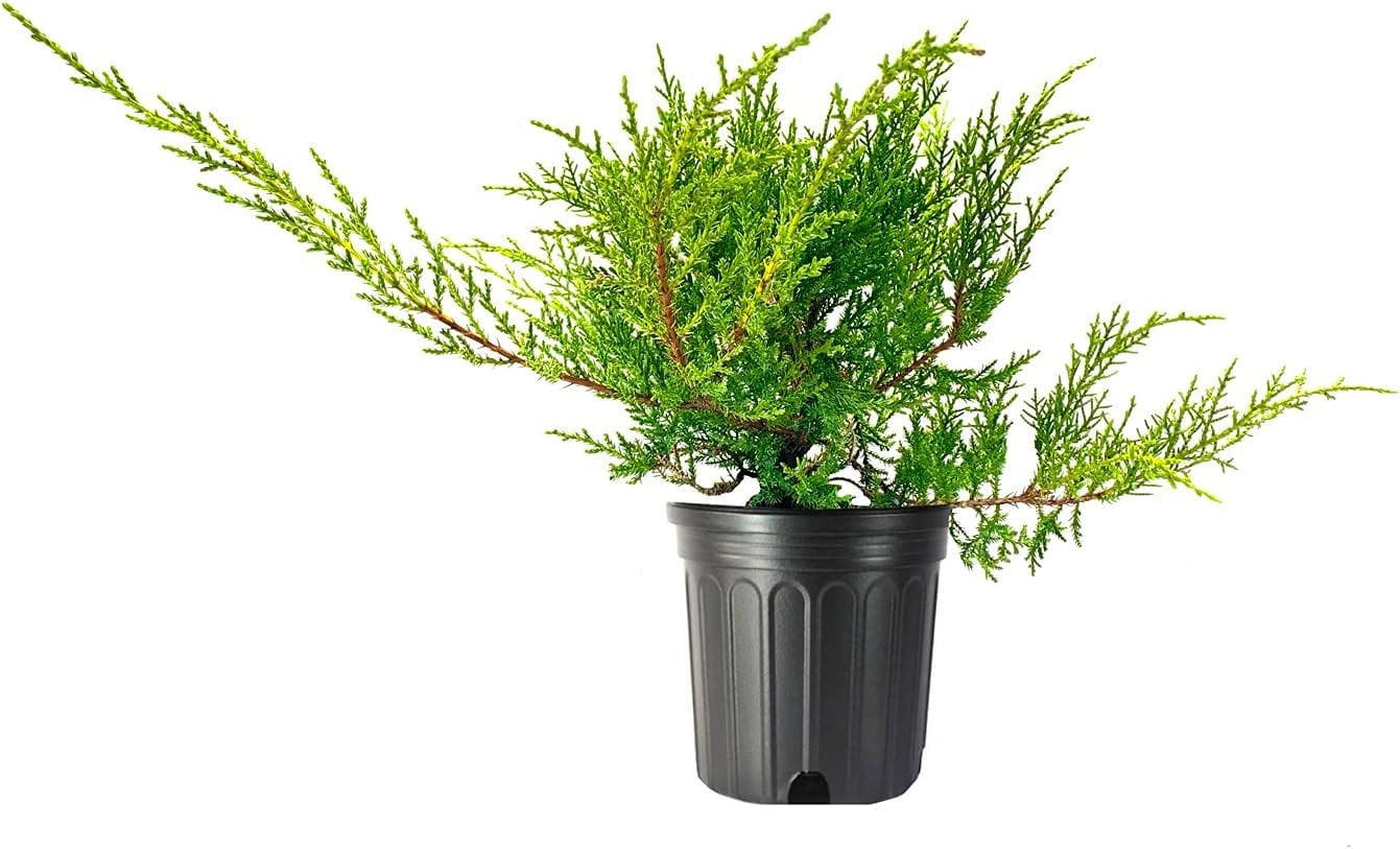 Juniper Kallay - 1 Live Gallon Size Plant - Juniperus Chinensis ...