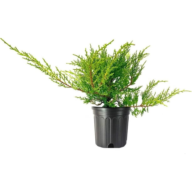 Juniper Kallay - 1 Live Gallon Size Plant - Juniperus Chinensis ...