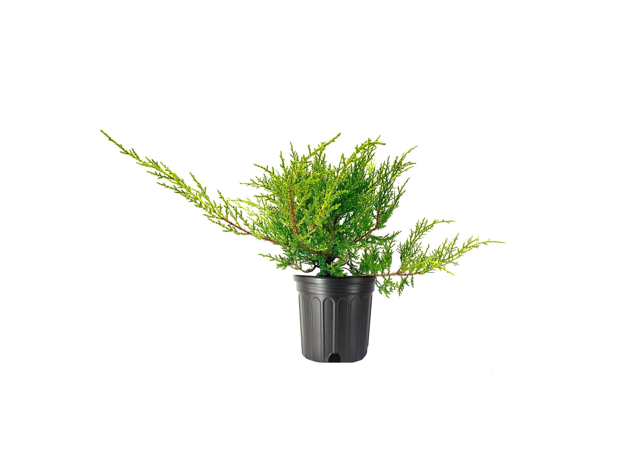 Juniper Kallay - 2 Live Gallon Size Plants - Juniperus Chinensis ...