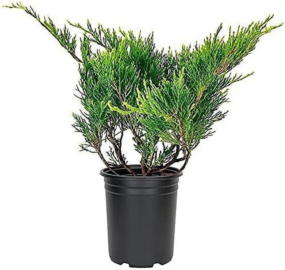 Juniper Monna Sierra Spreader 15 Live 4 Inch Pots Juniperus Chinensis ...