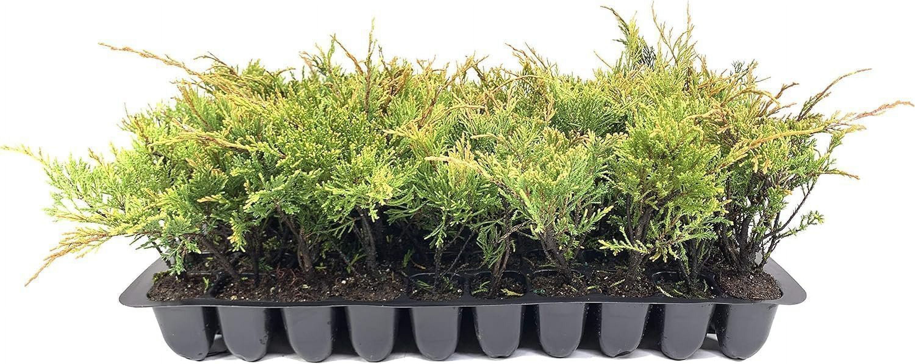 Juniper Monna Sierra Spreader 40 Live Plants Juniperus Chinensis ...