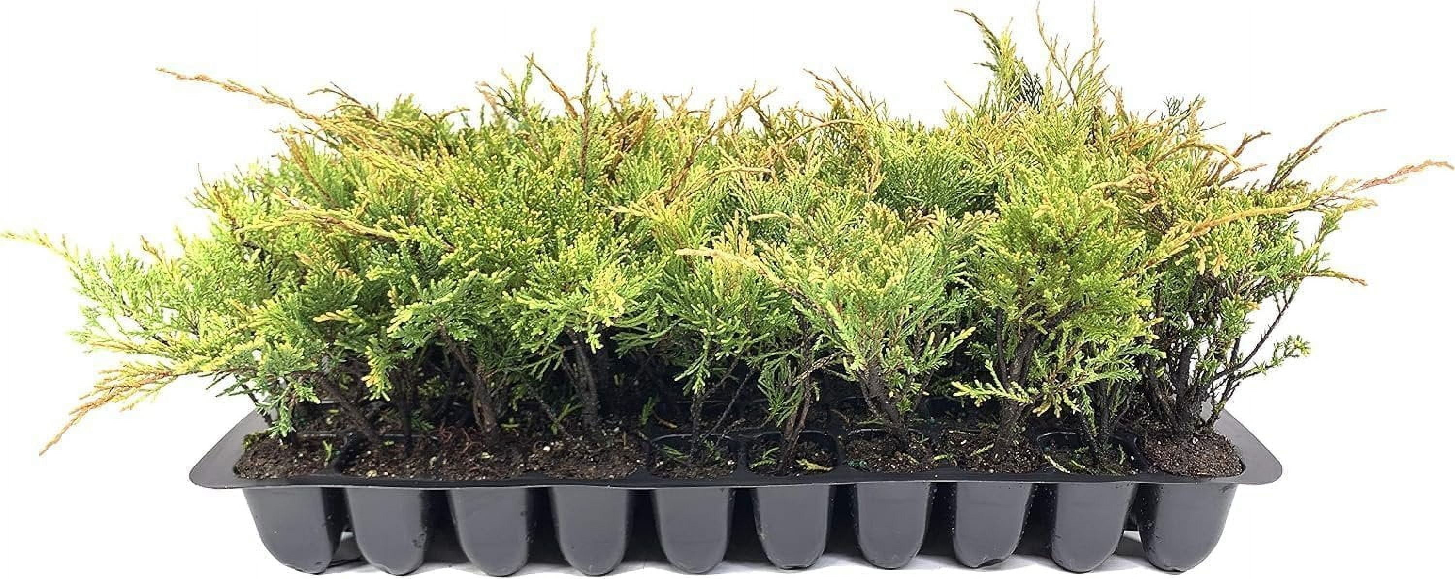 Juniper Monna Sierra Spreader 40 Live Plants Juniperus Chinensis ...