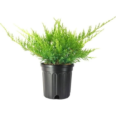 Blue Pfitzer Juniper 10 Live Plants Juniperus Chinensis Drought ...