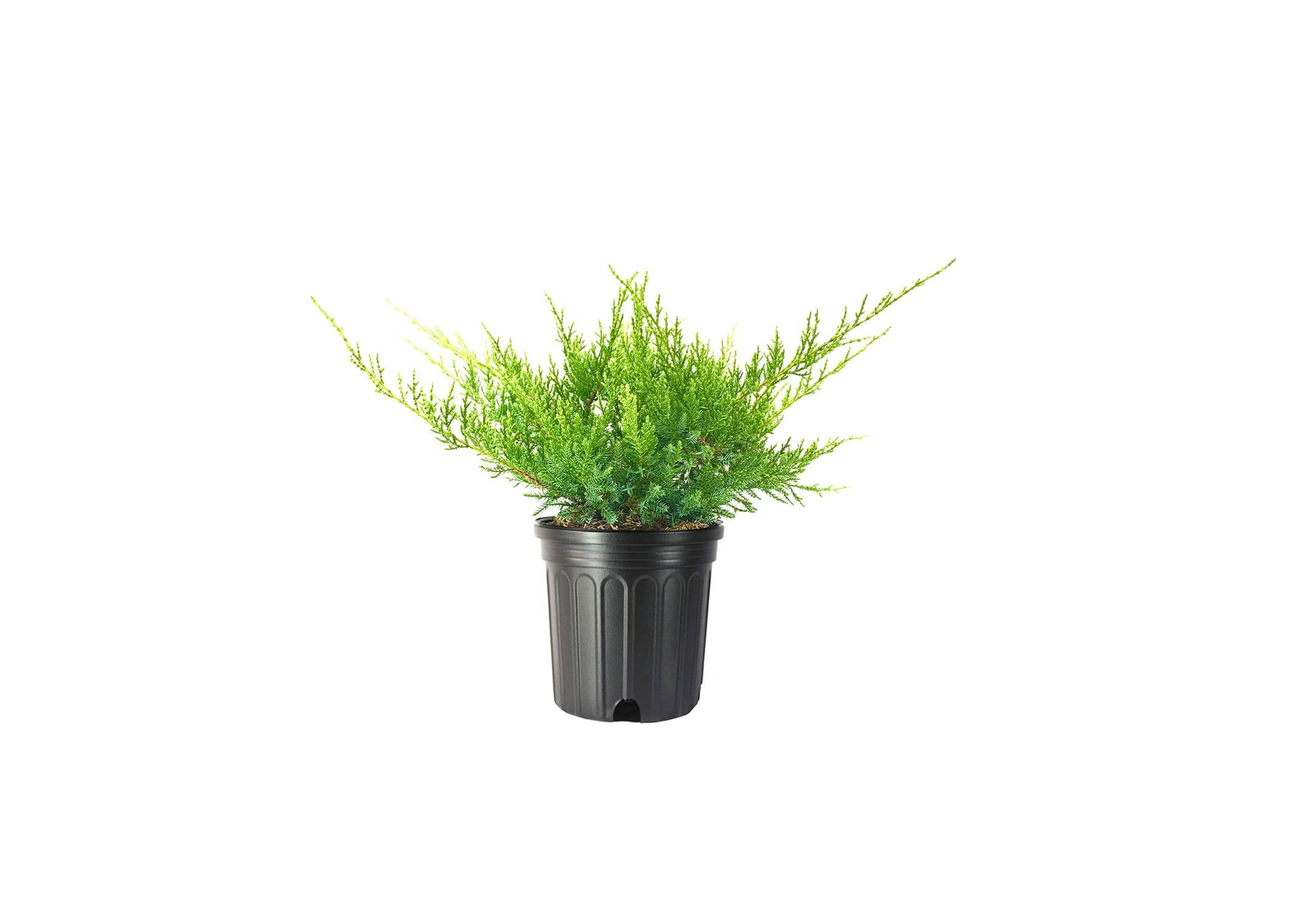 Juniper Nicks Compacta - 2 Live Gallon Size Plants - Juniperus ...