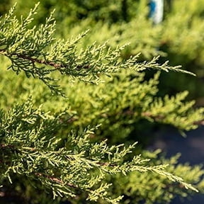 Gold Lace Juniper - 3 Live Plants - Juniperus Chinensis - Evergreen ...