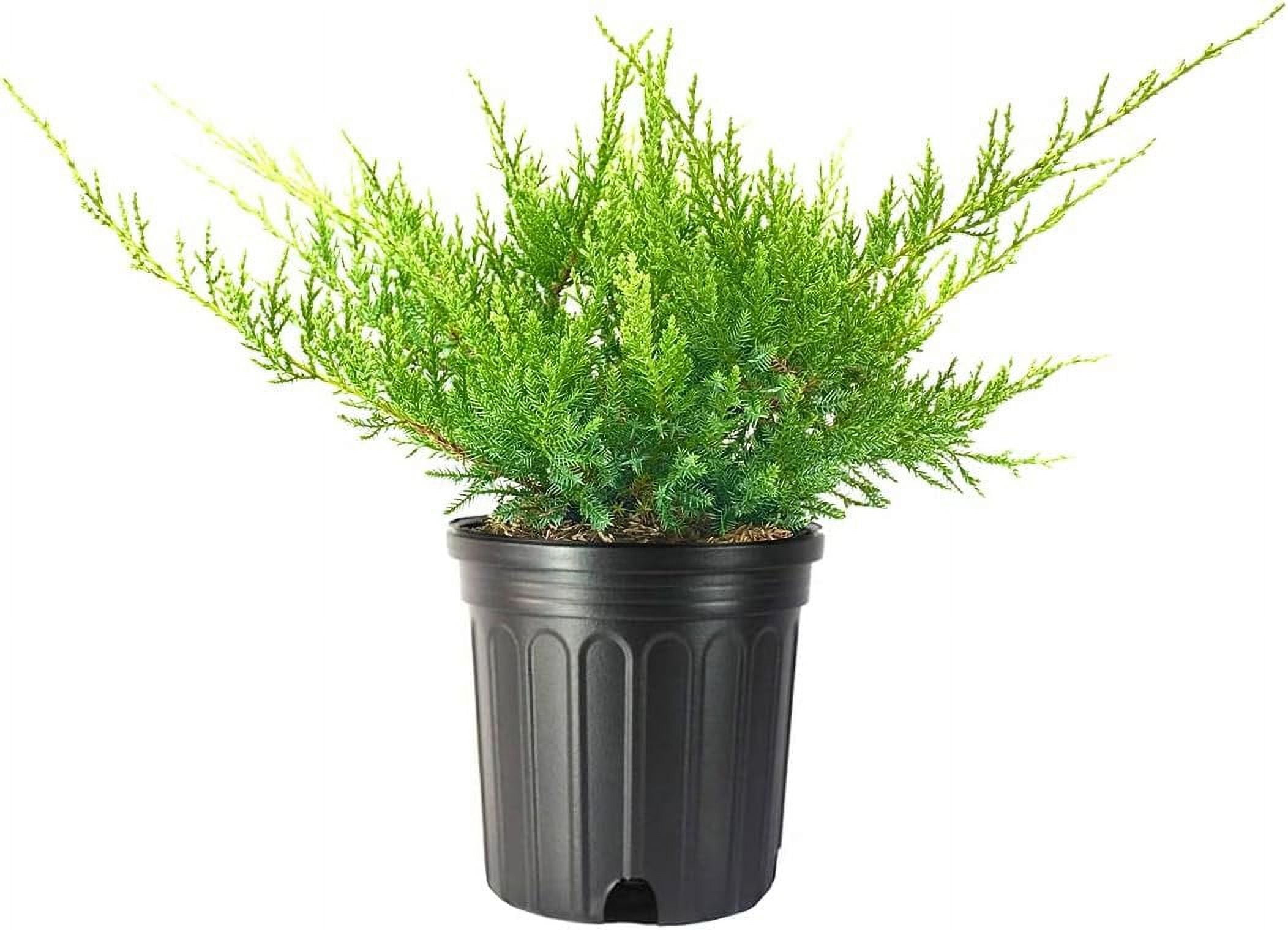 Juniper Nicks Compacta - 3 Live Gallon Size Plants - Juniperus ...