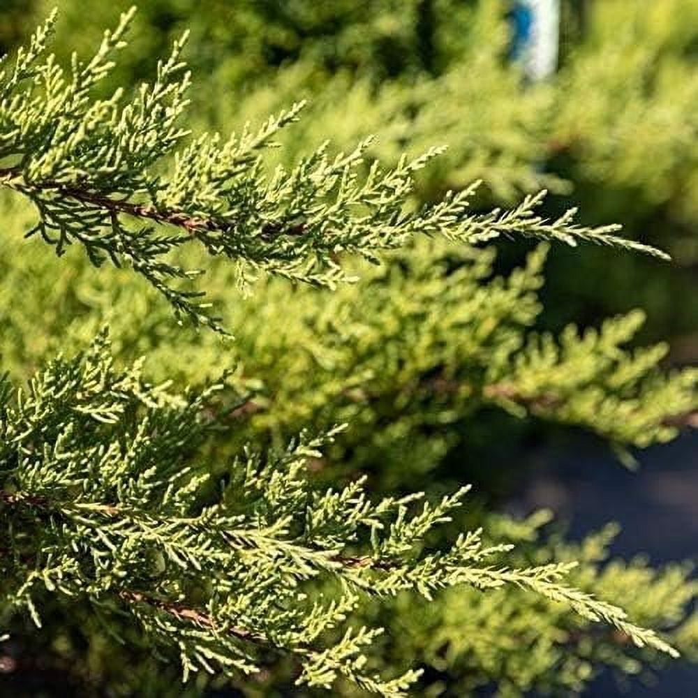 Juniper Nicks Compacta - 3 Live Plants - Juniperus Chinensis - Drought ...