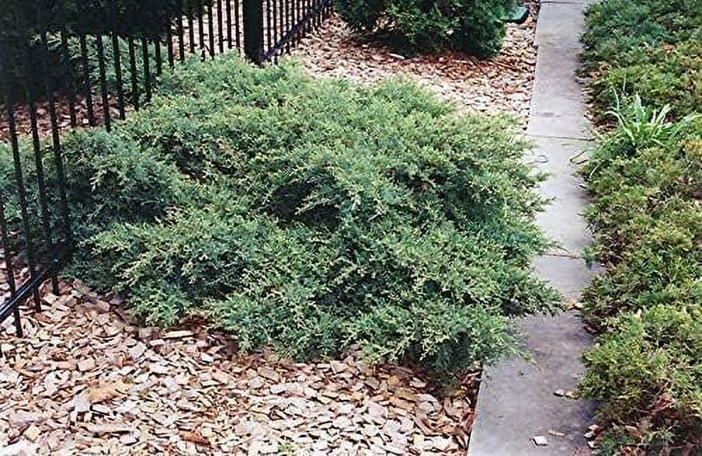Juniper Nicks Compacta - Live Plants - Juniperus Chinensis - Hardy ...