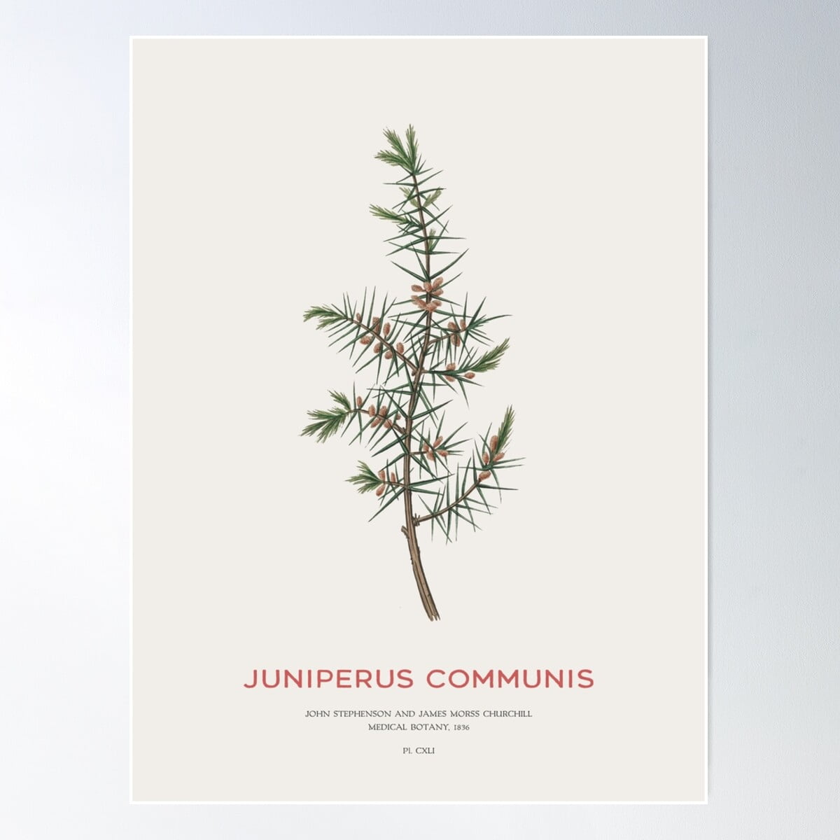 Juniper Or Juniperus Communis Poster Wall Art, Modern Wall Decor For ...