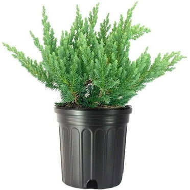 Gold Star Juniper 2 Live Gallon Size Plants Juniperus Chinensis Perfect ...