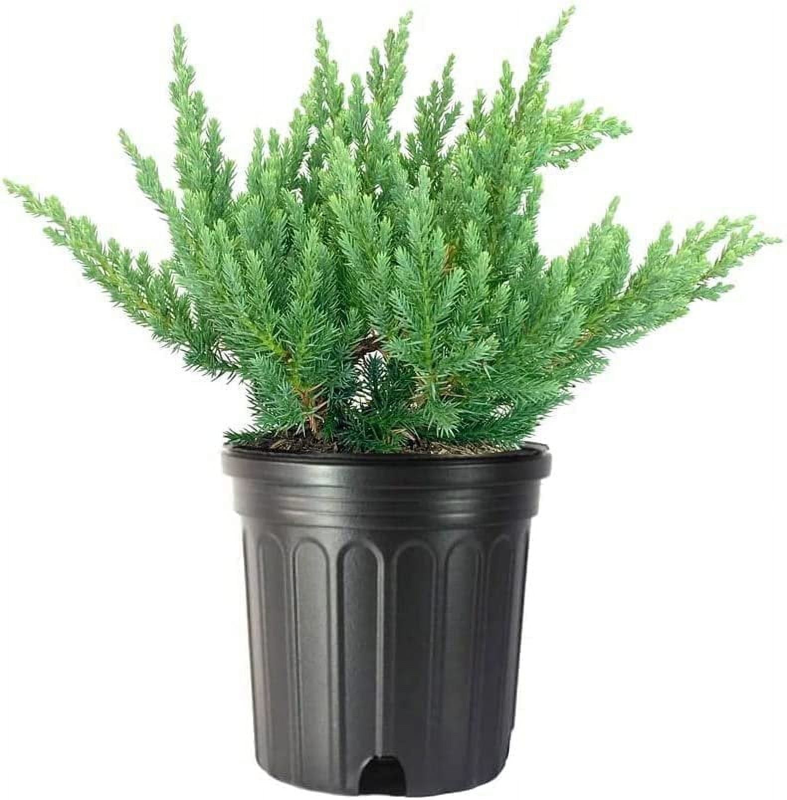 Juniper Parsoni 3 Large Gallon Size Plants Juniperus Squamata Expansa ...