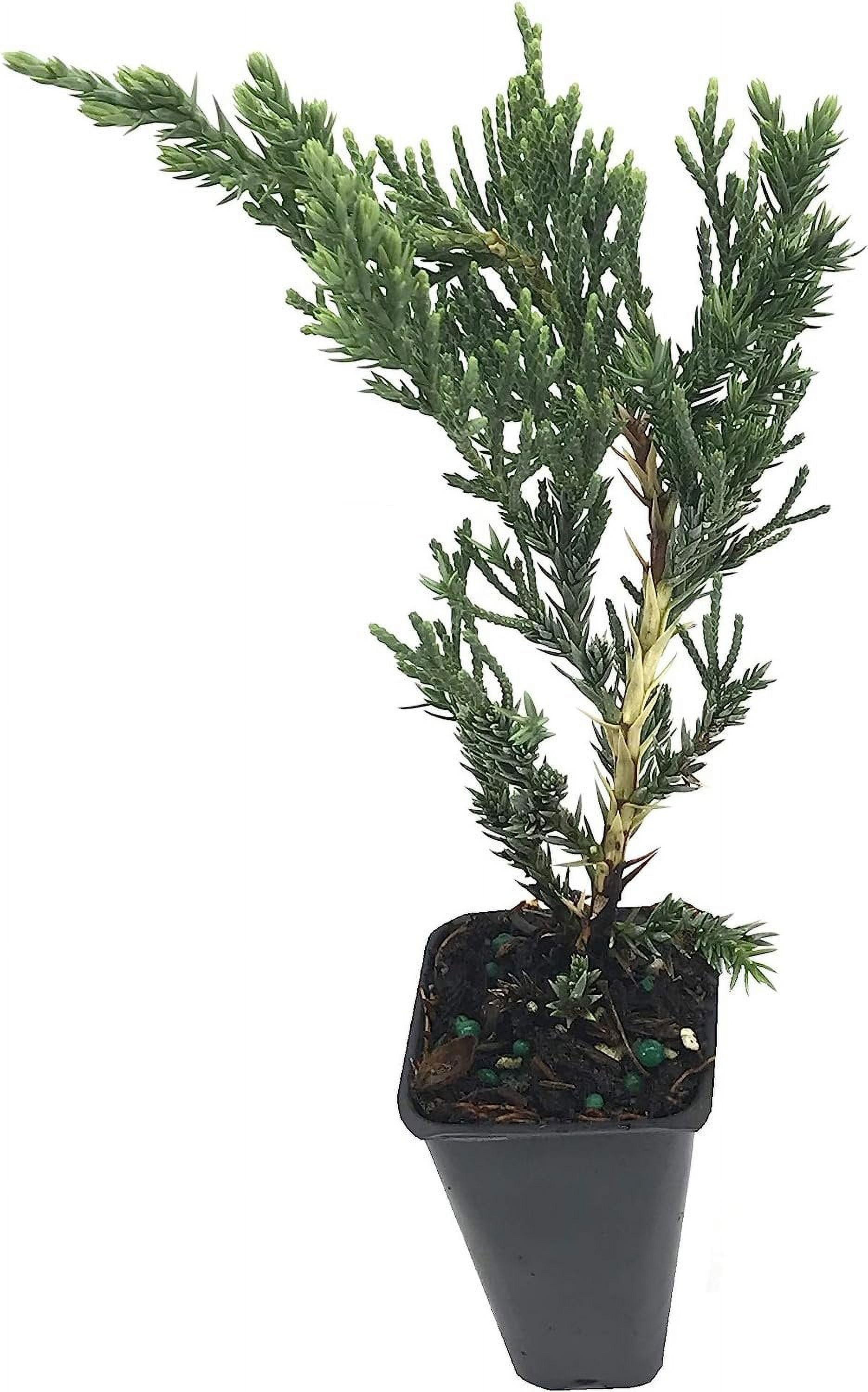 Juniper Parsoni - 3 Live Plants - Juniperus Squamata Expansa Parsons ...