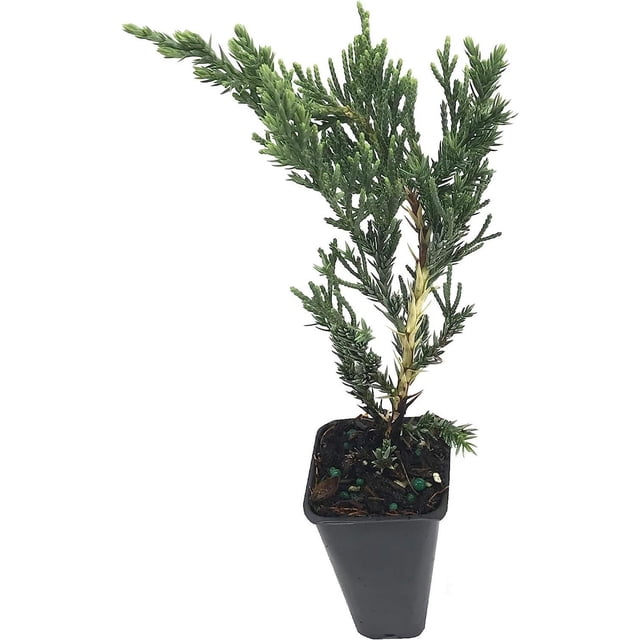Juniper Parsoni - 3 Live Plants - Juniperus Squamata Expansa Parsons ...