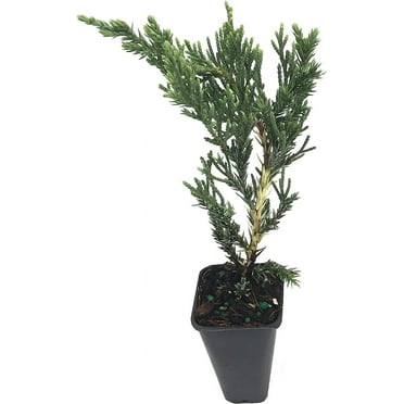 Kallay Juniper - 40 Live Plants - Juniperus Chinensis - Drought ...