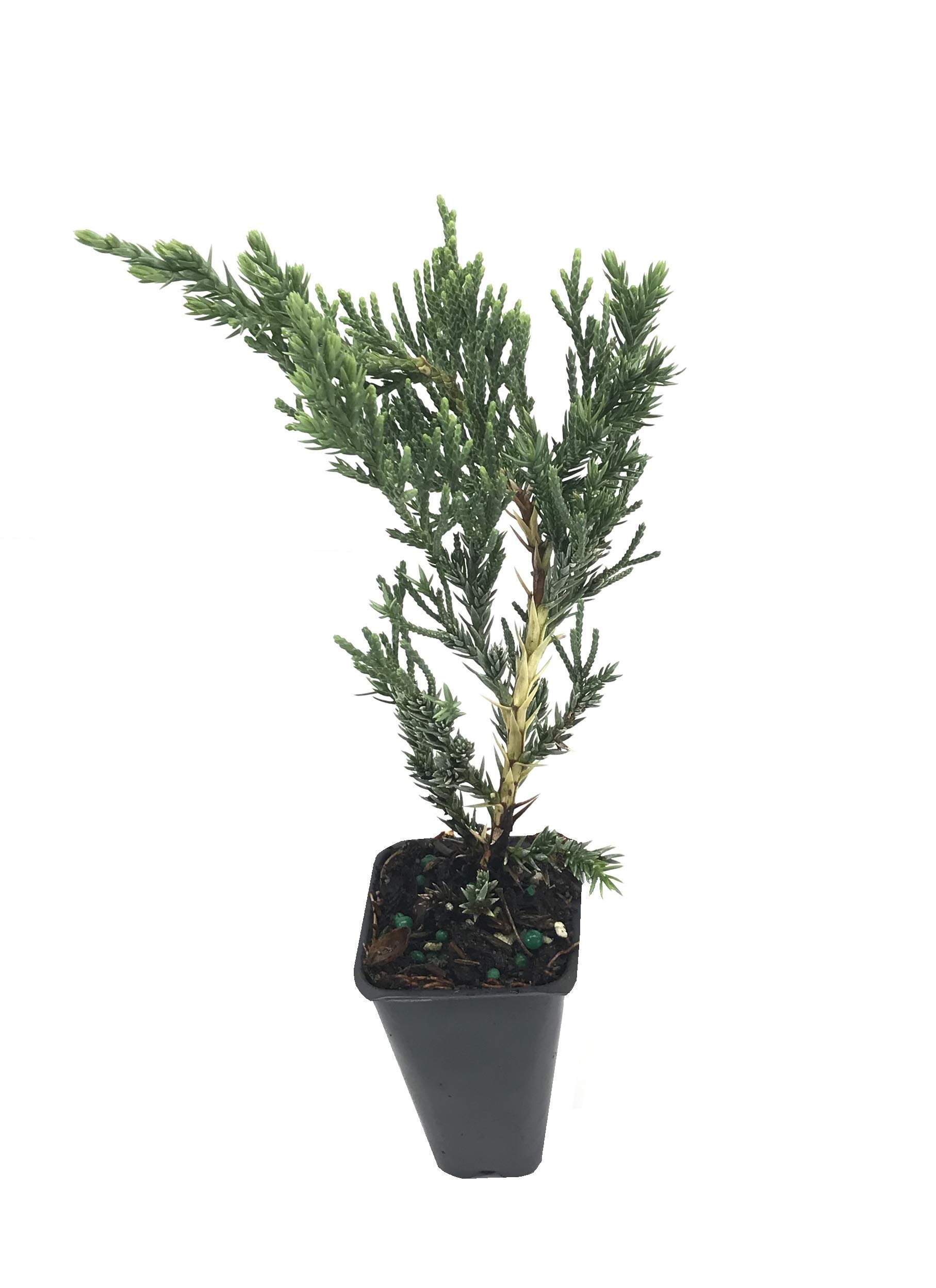 Juniper Parsoni - 40 Live Plants - Juniperus Squamata Expansa Parsons ...