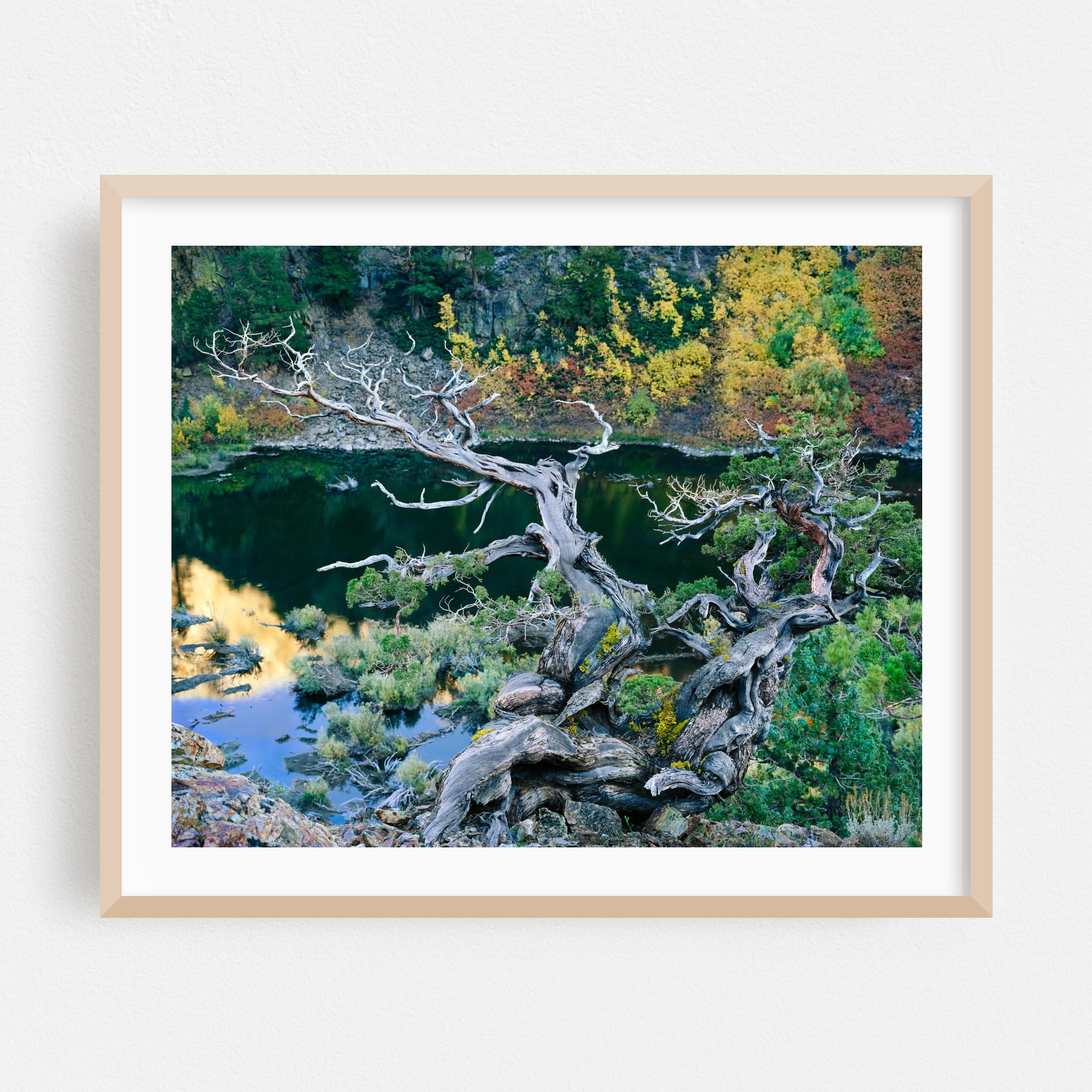 Juniper - Photography Nature Autumn Landscape Forest Lake Scenic ...