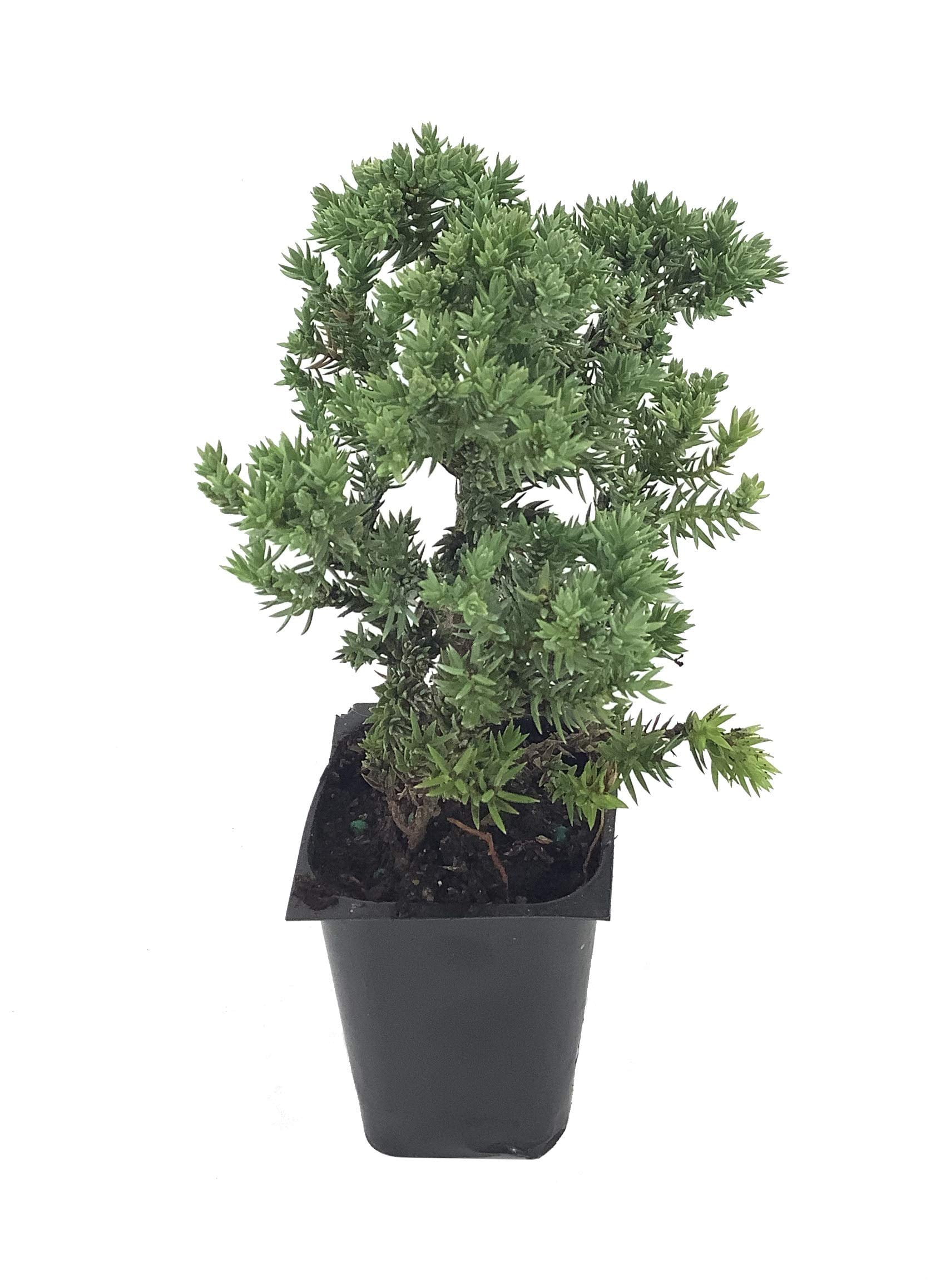 Juniper Procumbens Nana - 60 Live Plants - Drought Tolerant Cold Hardy ...