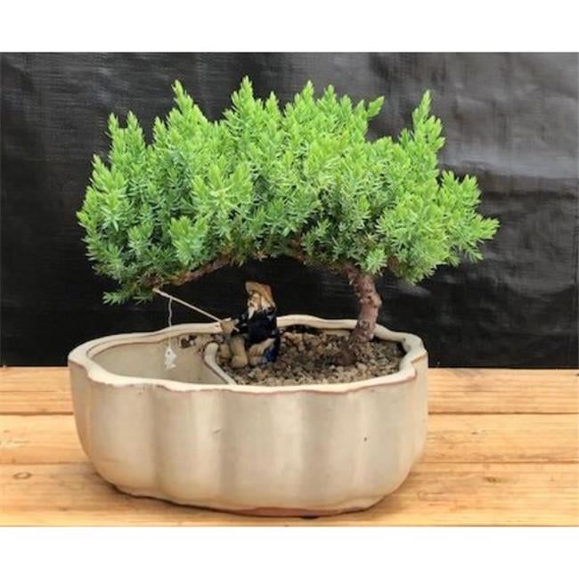 Juniper Procumbens Nana Tree Land & Water Pot with Scalloped Edges ...