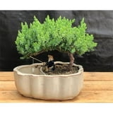 Juniper Procumbens Nana Tree Land & Water Pot with Scalloped Edges ...