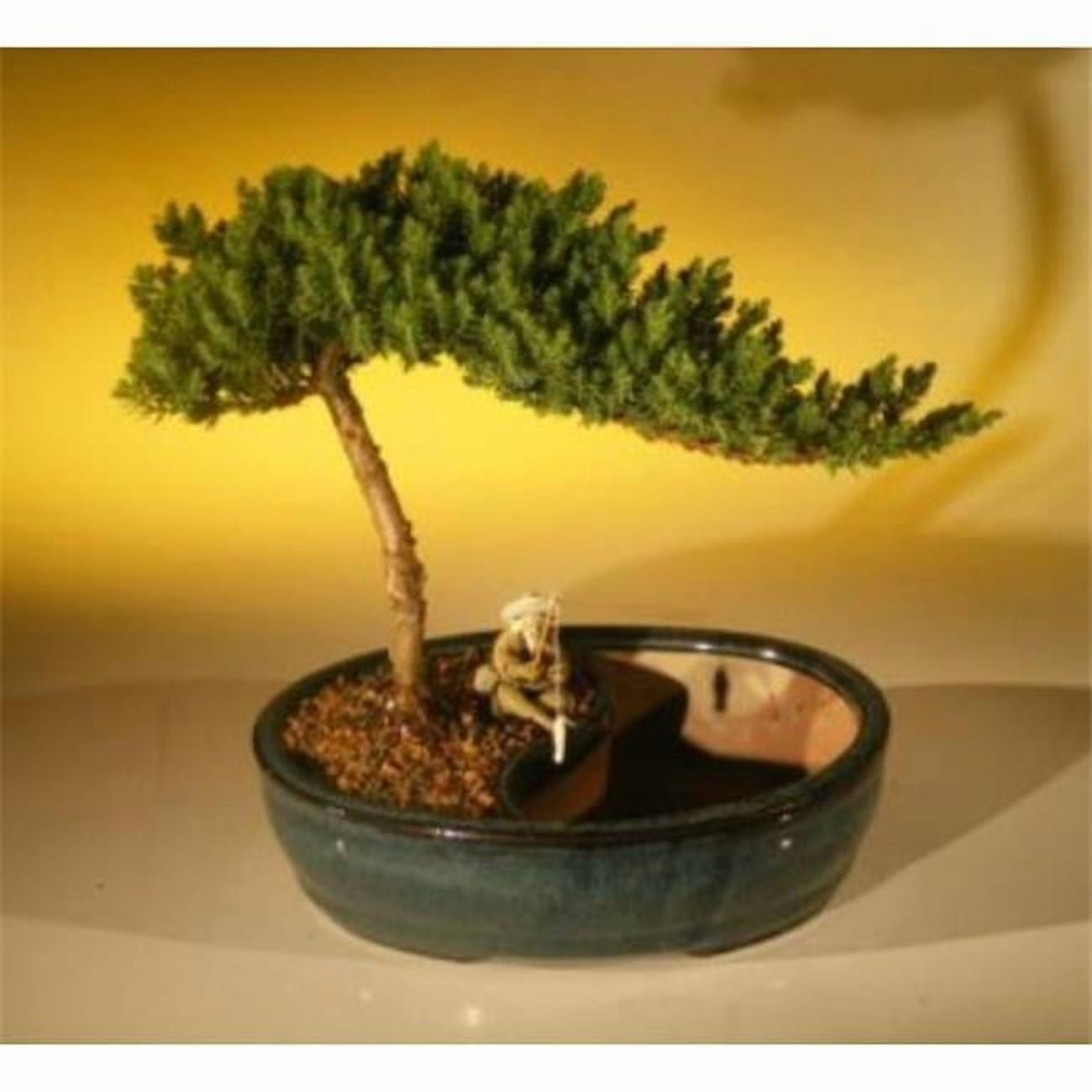 Juniper Procumbens Nana Tree & Water Pot - Medium - Walmart.com