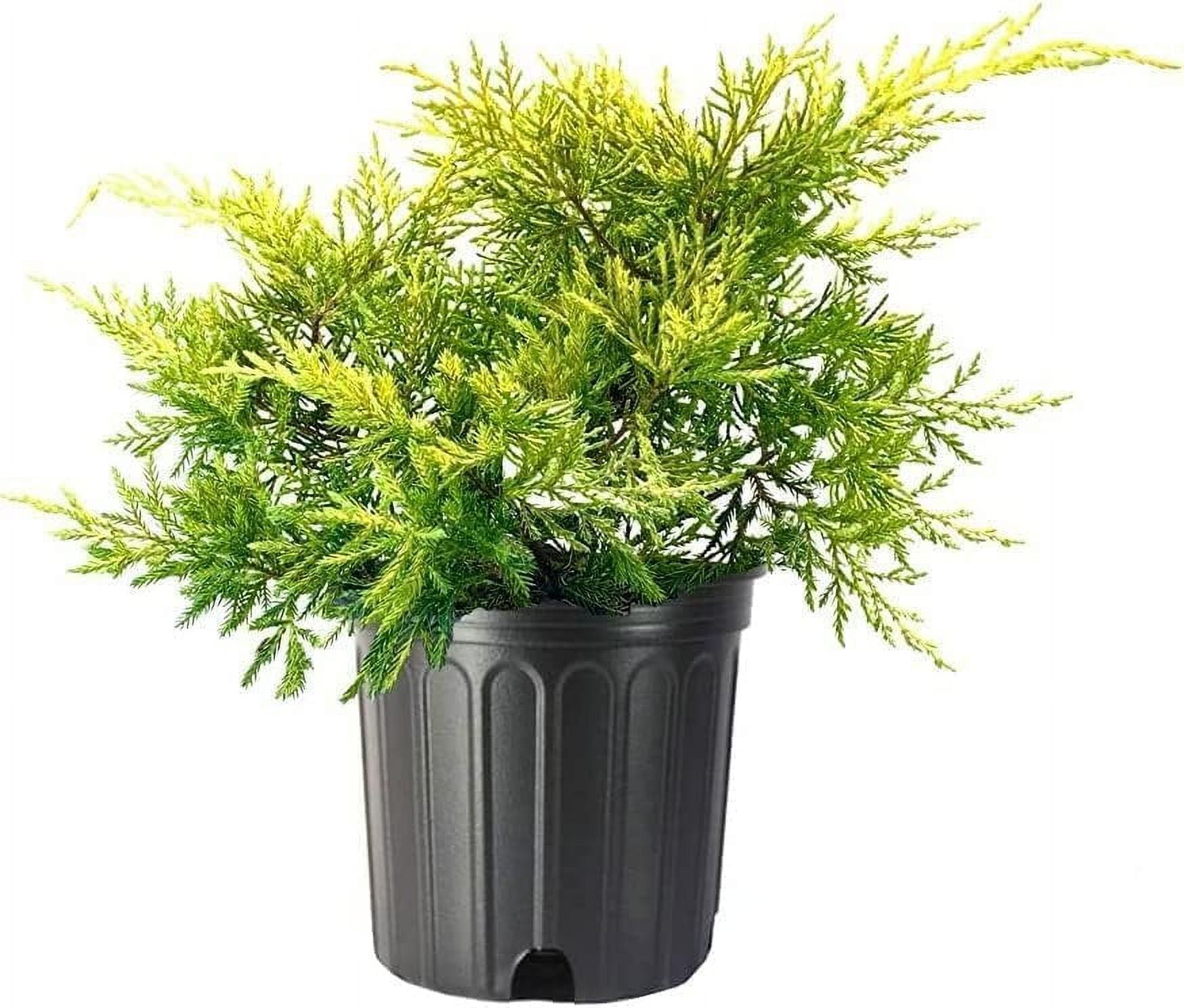 Juniper Saybrook Gold 4 Live Gallon Size Plants Juniperus Chinensis ...