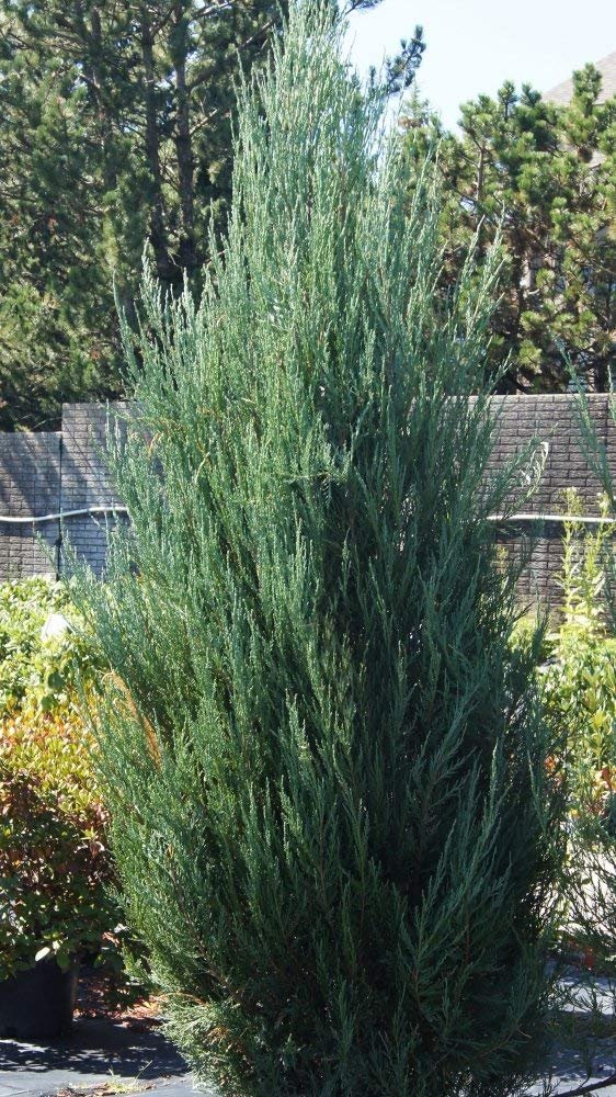 Juniper Scopulorum, Skyrocket Evergreen Tree, 4 Inch Pot, Lot of 12 ...