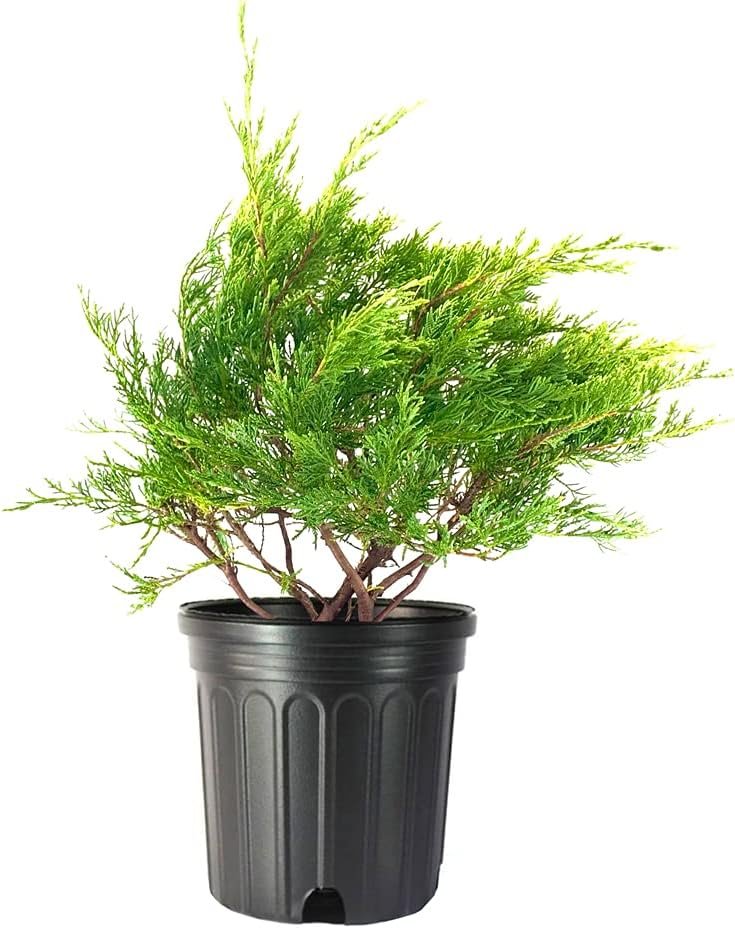 Juniper Sea Spray - 1 Live Gallon Size Plant - Juniperus Chinensis ...