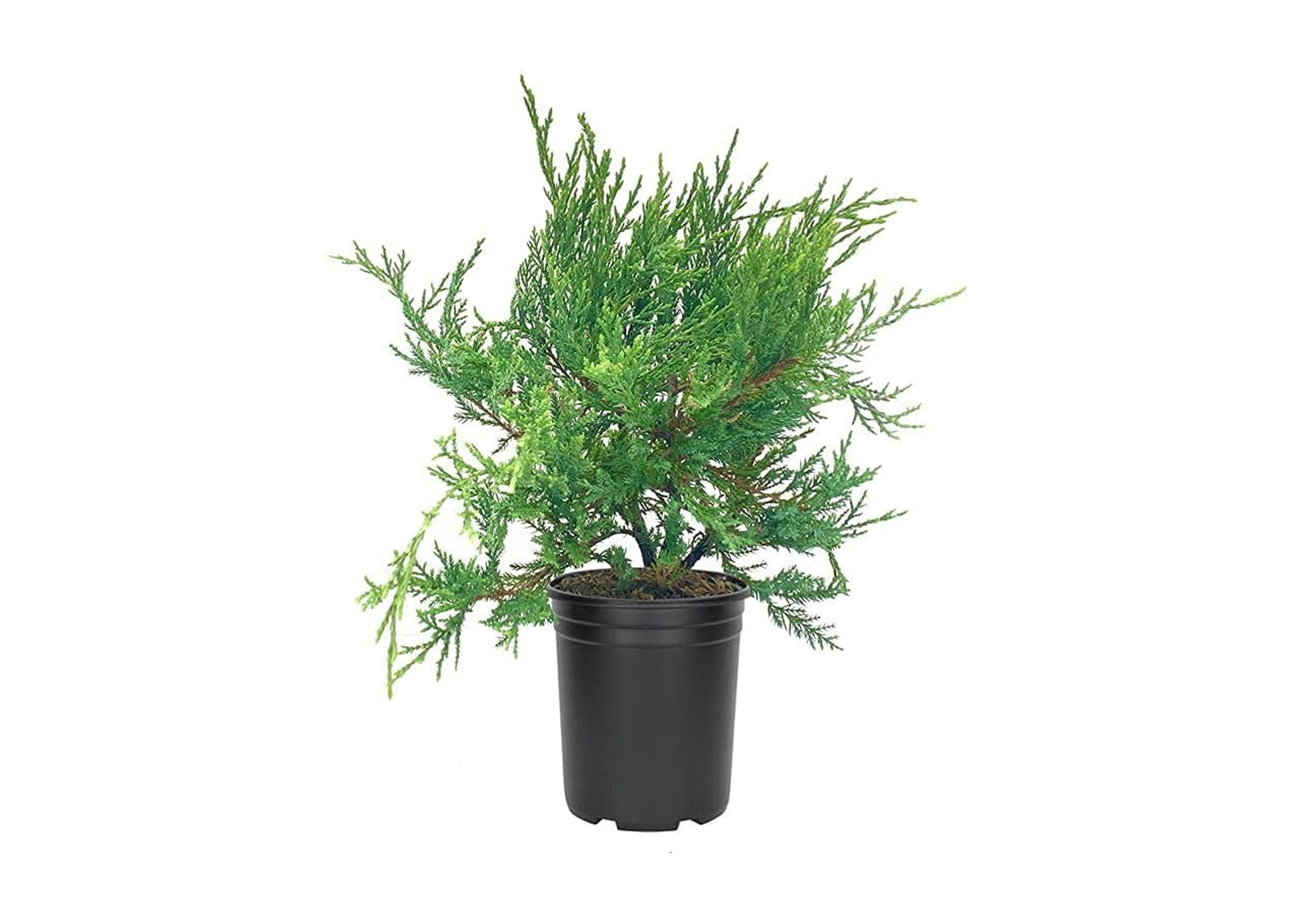 Juniper Sea Spray 15 Live 4 Inch Pots Juniperus Chinensis Drought ...