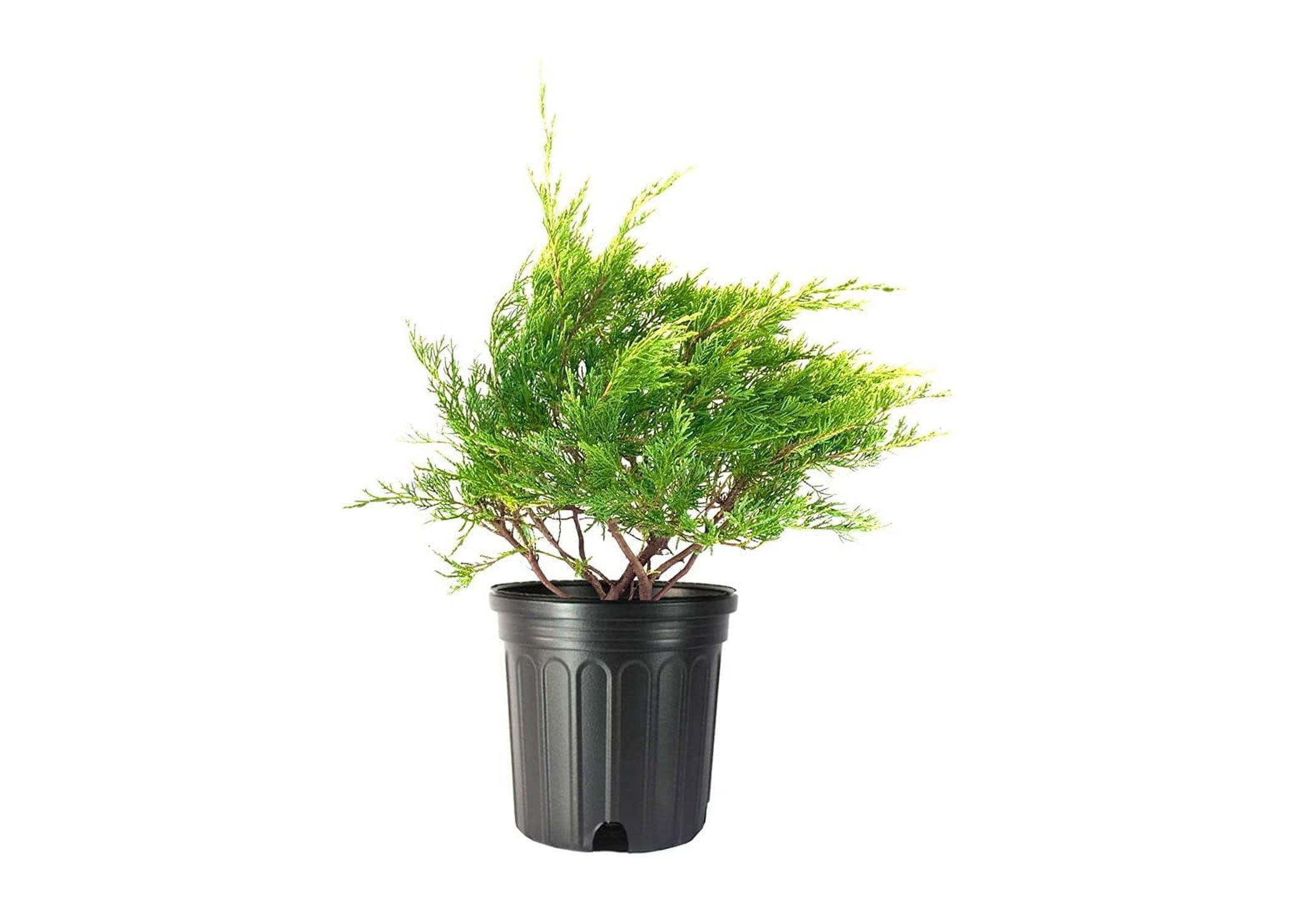 Juniper Sea Spray - 2 Live Gallon Size Plants - Juniperus Chinensis ...