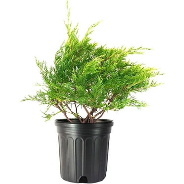 Blue Pfitzer Juniper 1 Live Gallon Size Plant Juniperus Chinensis ...