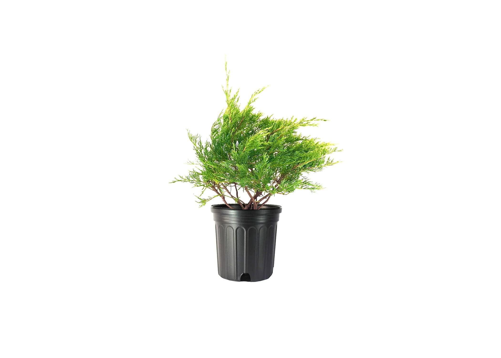 Juniper Sea Spray - 3 Live Gallon Size Plants - Juniperus Chinensis ...