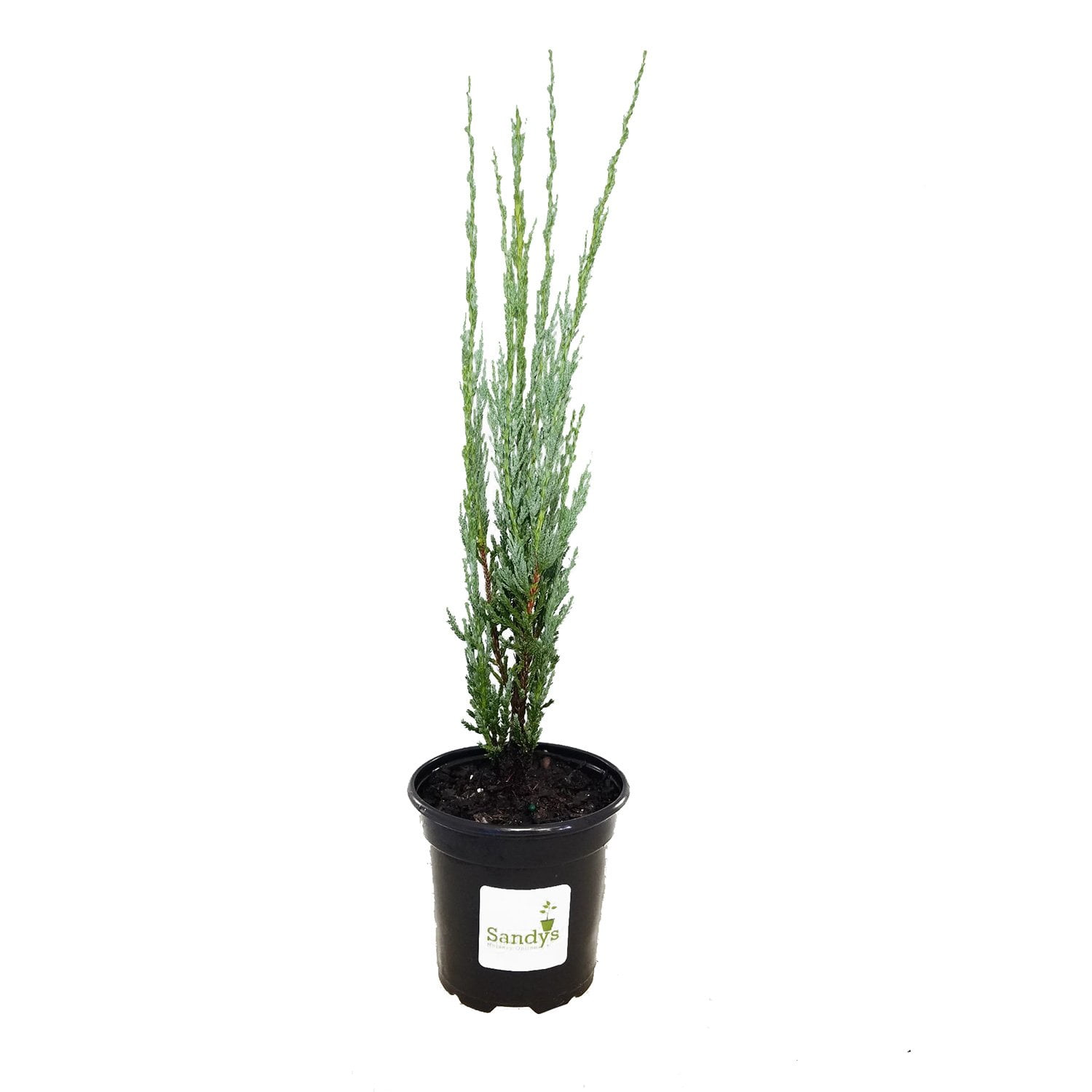 Juniperus Scopulorum, Juniper 'Blue Arrow' Tree, Rocky Mountain, 4 Inch ...