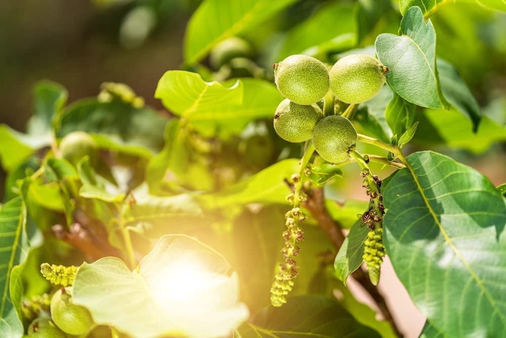 Jupiter's Acorn Tree Seeds for Planting - 2 Seeds - Walmart.com