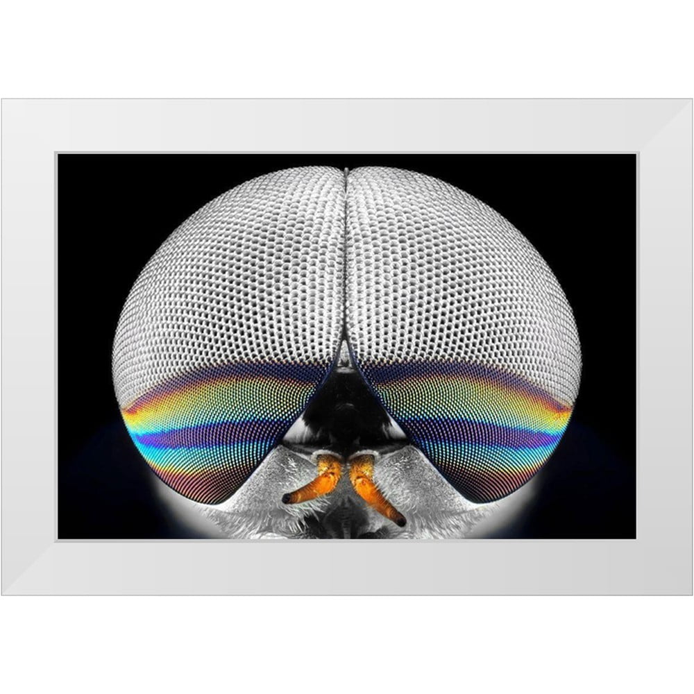 Jusa, Donald 18x13 White Modern Wood Framed Museum Art Print Titled ...