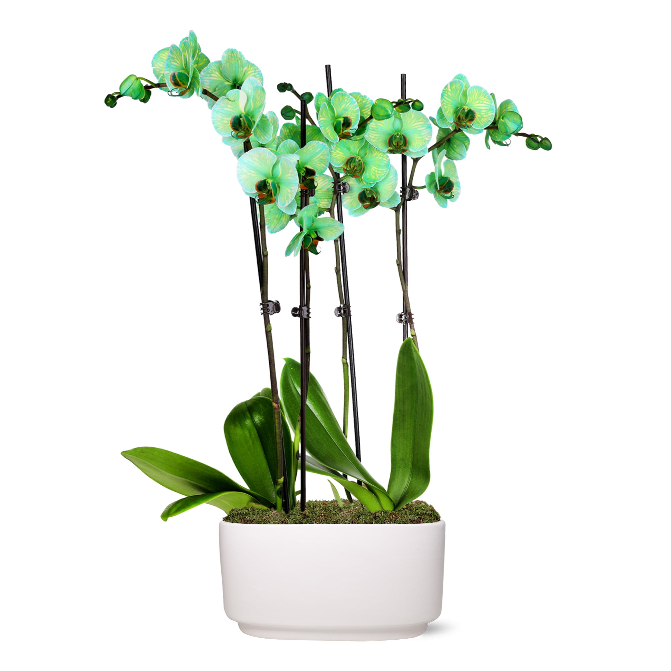 Just Add Ice 10" Green Watercolor Duo in White Ceramic Pot - Walmart.com