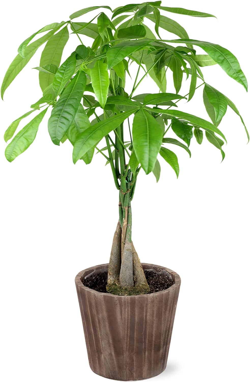Just Add Ice 14-16" Money Tree Live Plant in 5" Brown Wood Pot, House ...