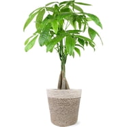 Live Weeping Willow Money Tree Bonsai - Thick Trunks, Fast-Growing ...