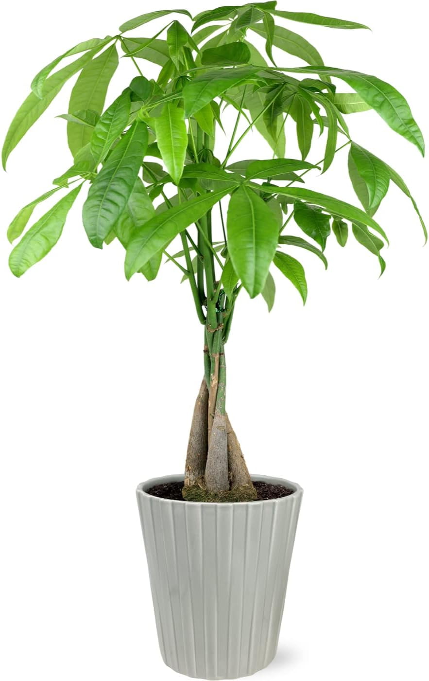 Just Add Ice 14-16" Money Tree Live Plant in 5" Grey Ceramic Pot, House ...