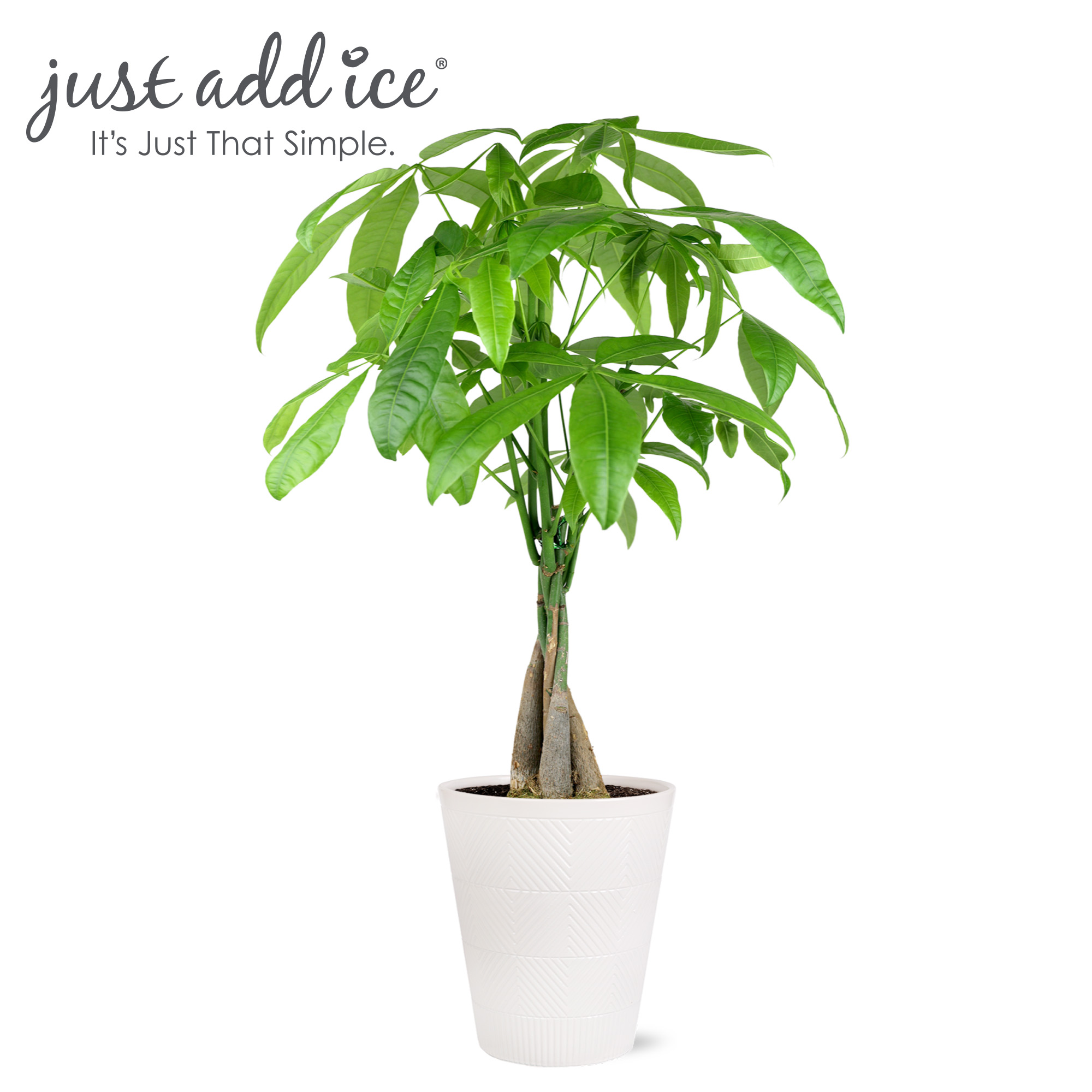 House Plant 4-PACHIRA-BRAID Money Tree Guiana Chestnut Pachira Braid ...